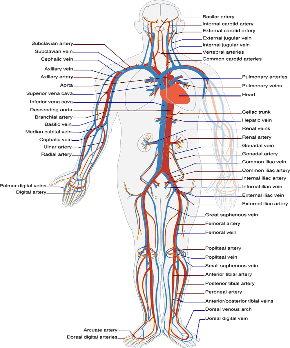 Structural Difference Between Arteries And Veins Things You Need To Know
