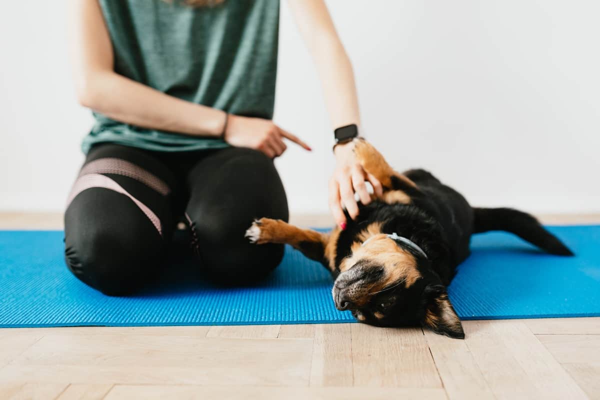 Mood-Boosting Benefits Of Owning A Dog - Maine News Online Mood-Boosting Benefits Of Owning A Dog - Maine News Online
